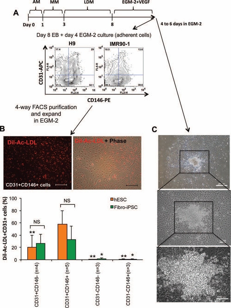 CD31 (PECAM-1) Antibody, PE (12-0319-42)