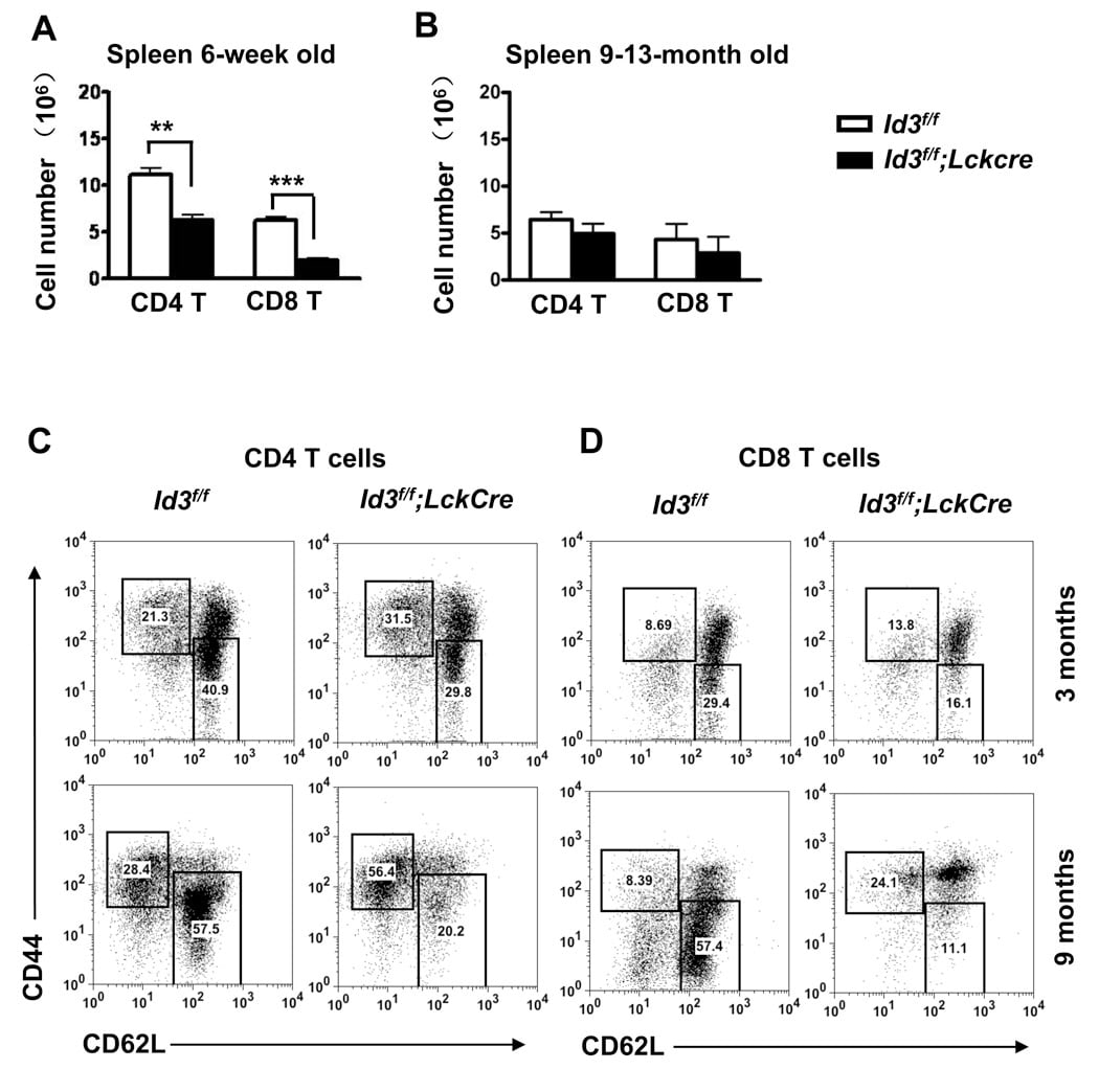 CD62L (L-Selectin) Antibody, APC (17-0621-82)