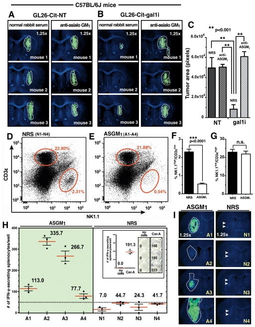 NK1.1 Antibody, APC (17-5941-82)