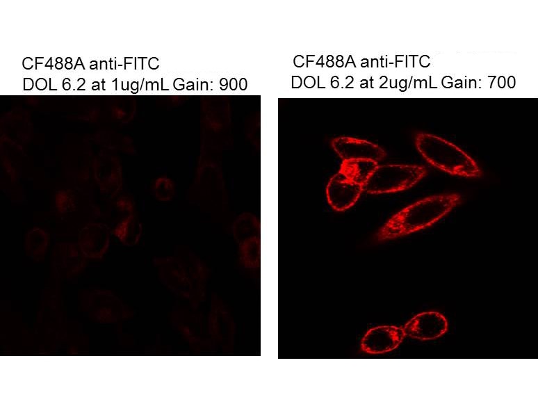 Fluorescein (FITC) Antibody (200-301-096)