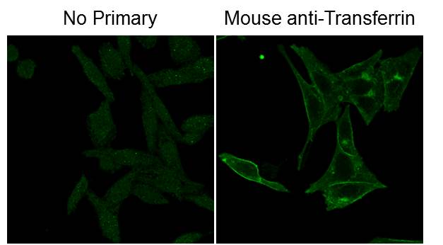 Fluorescein (FITC) Antibody (200-301-096)