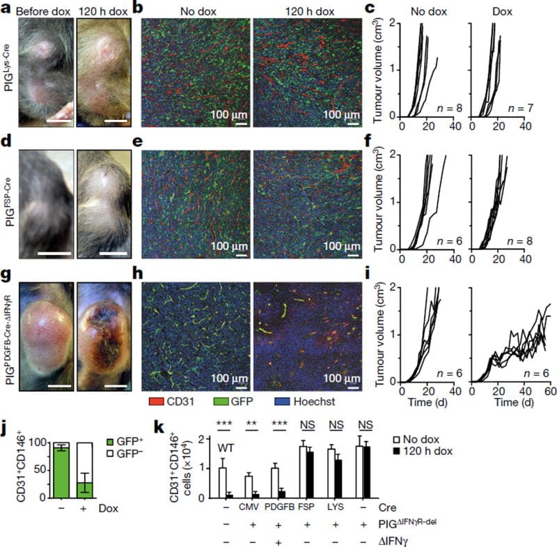 CD31 (PECAM-1) Antibody, PE-Cyanine7 (25-0311-82)