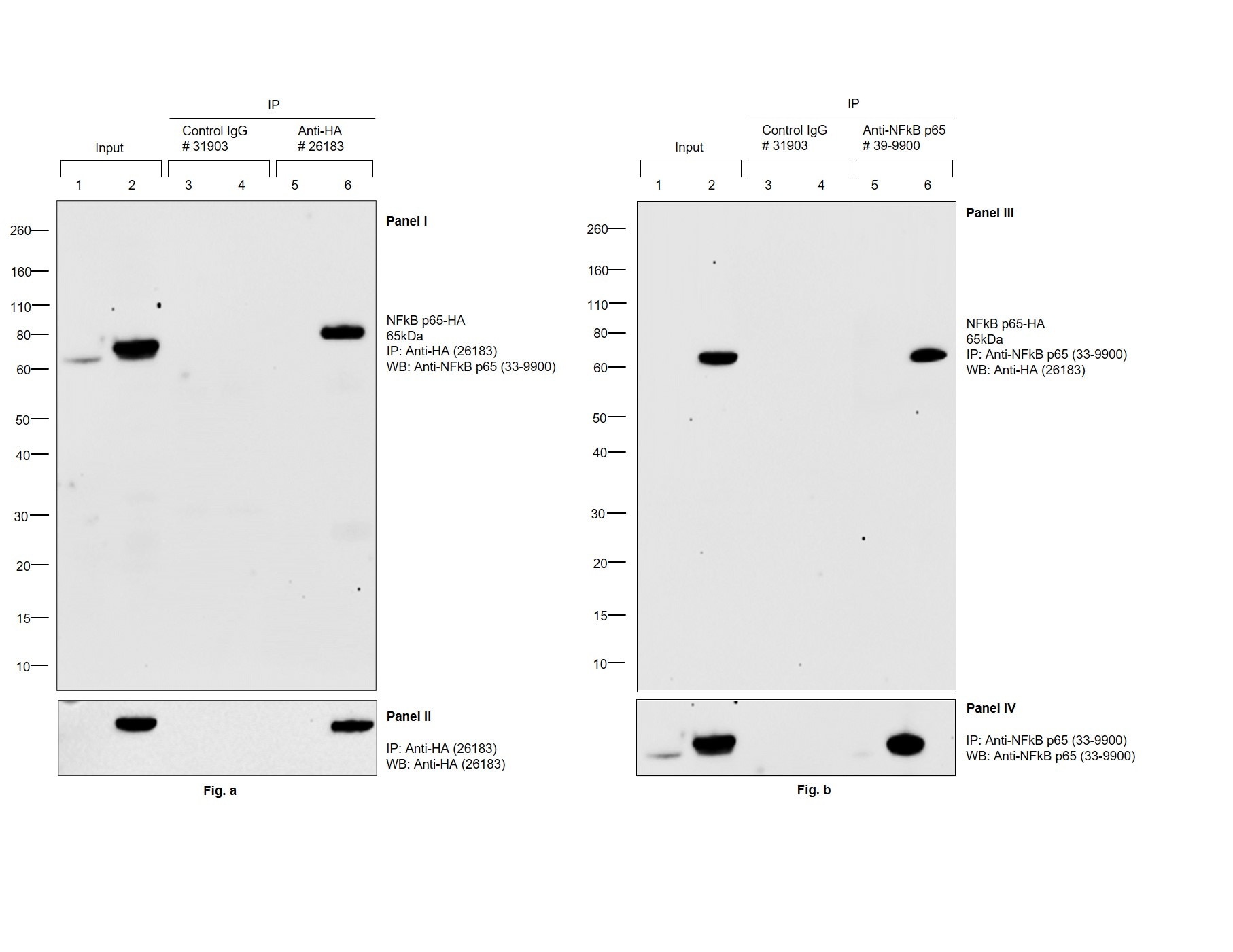 HA Tag Antibody (26183)