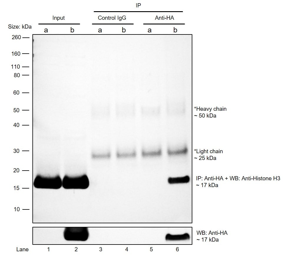 HA Tag Antibody (26183-1MG)