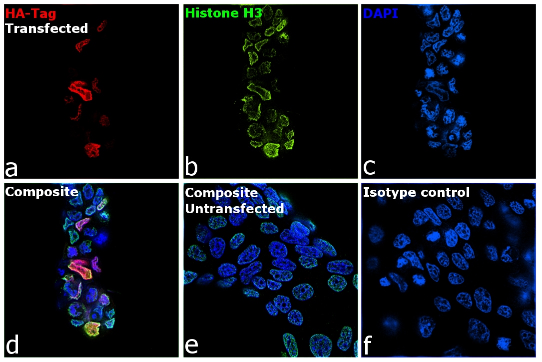 HA Tag Antibody, Alexa Fluor™ 647 (26183-A647)