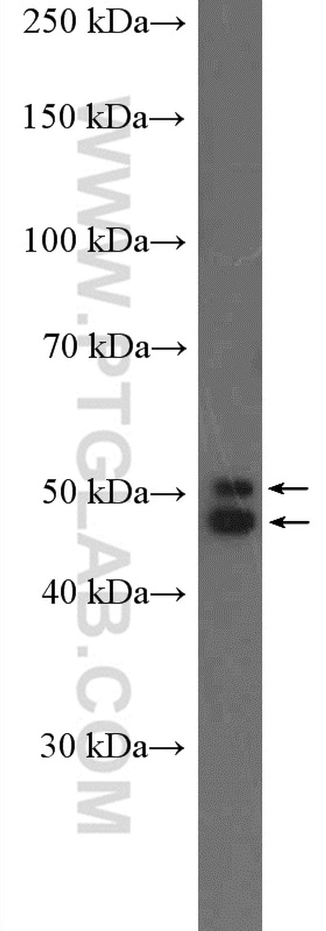 NeuN Antibody (26975-1-AP)