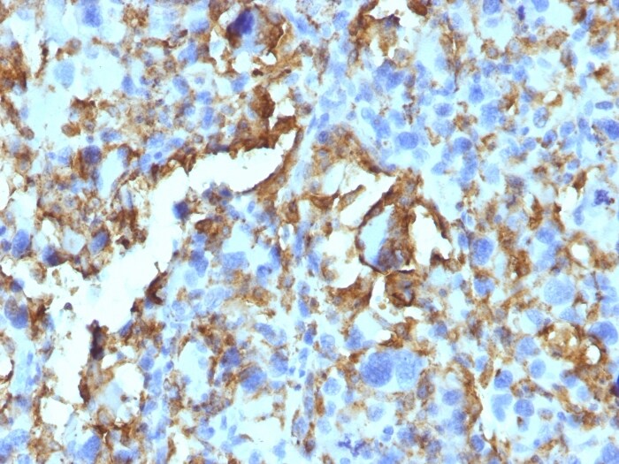 HLA-DRB (MHC II) Antibody (3123-MSM2-P1)