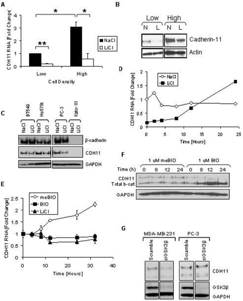 CDH11 Antibody (32-1700)
