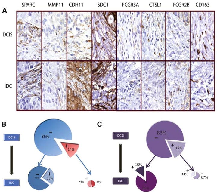 CDH11 Antibody (32-1700)