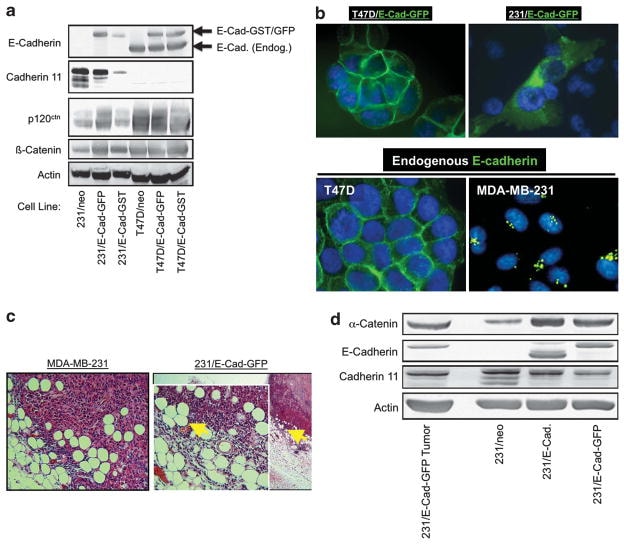 CDH11 Antibody (32-1700)
