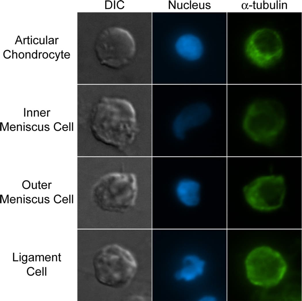 alpha Tubulin Antibody (32-2500)