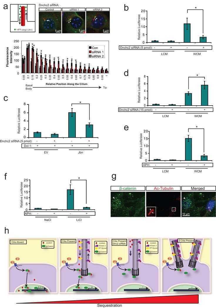 Acetyl-alpha Tubulin (Lys40) Antibody (32-2700)