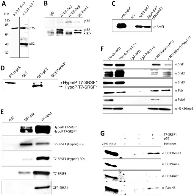 SRSF1 Antibody (32-4500)