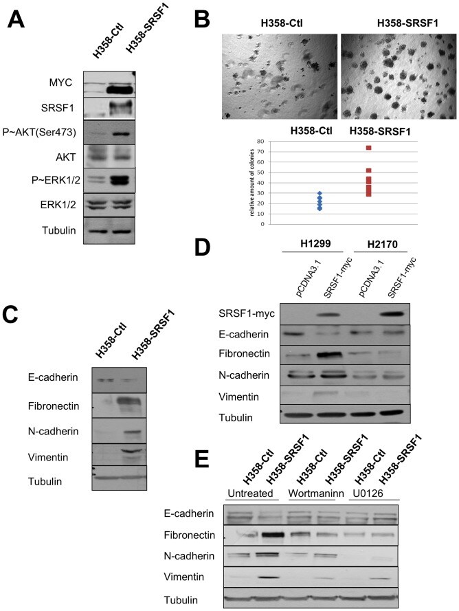 SRSF1 Antibody (32-4500)