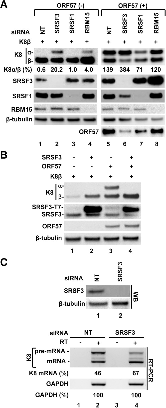 SRSF1 Antibody (32-4500)