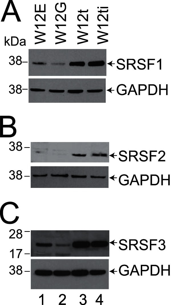 SRSF1 Antibody (32-4500)