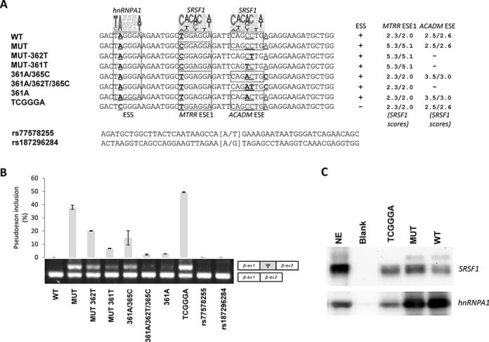 SRSF1 Antibody (32-4500)