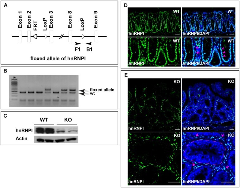 PTBP1 Antibody (32-4800)