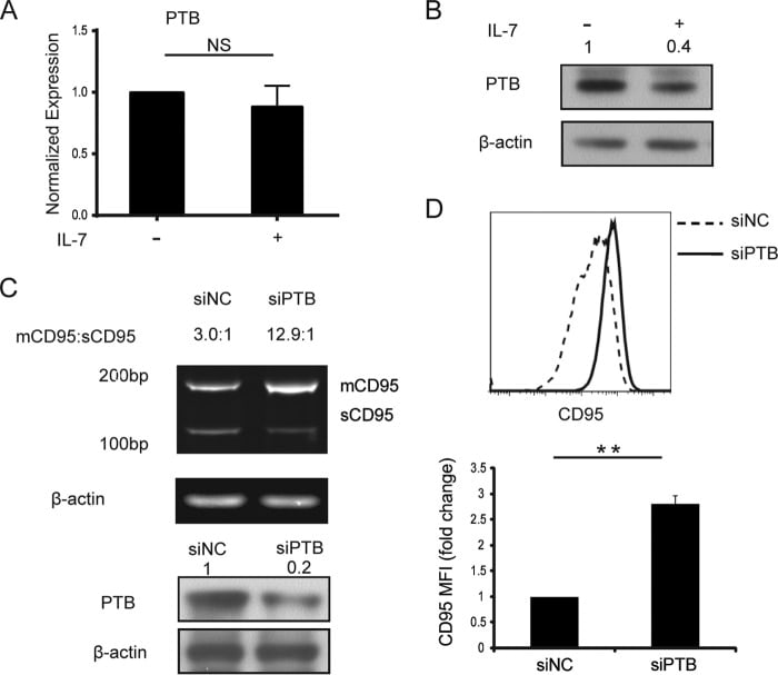 PTBP1 Antibody (32-5000)