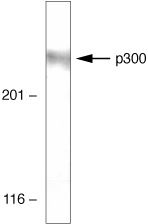 p300 Antibody (33-7600)