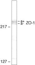 ZO-1 Antibody (33-9100)