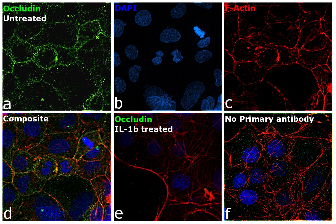 Occludin Antibody (33-1500)
