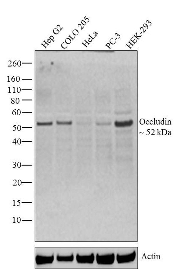 Occludin Antibody (33-1500)