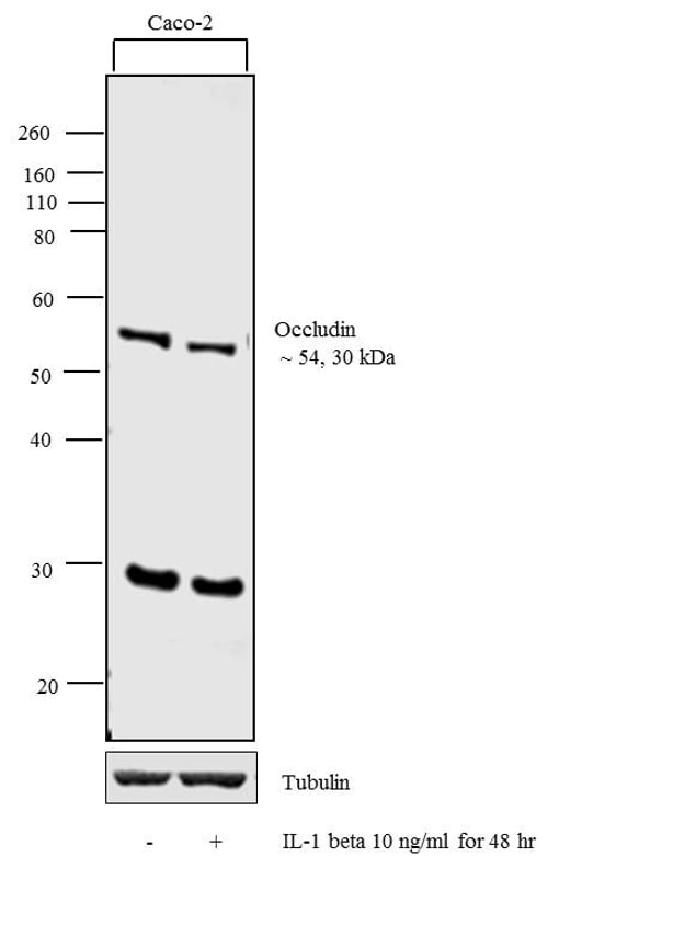 Occludin Antibody, HRP (33-1520)
