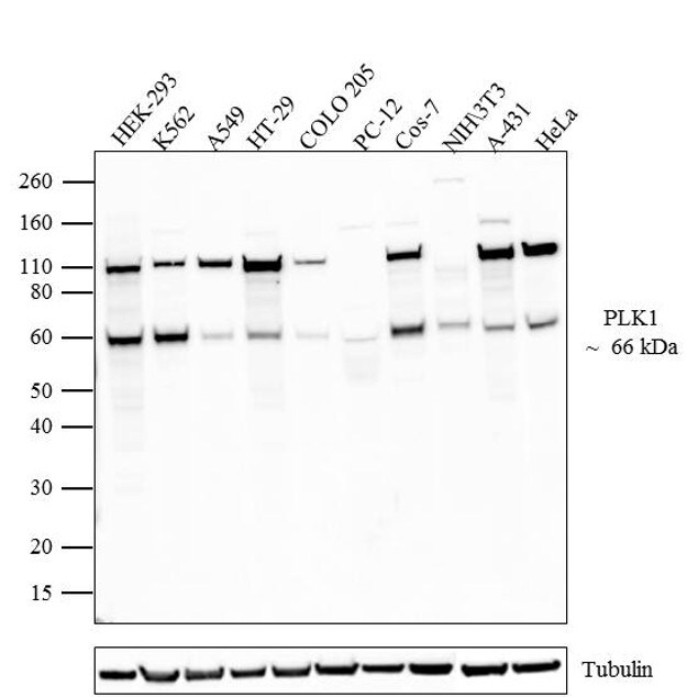 PLK1 Antibody (33-1700)