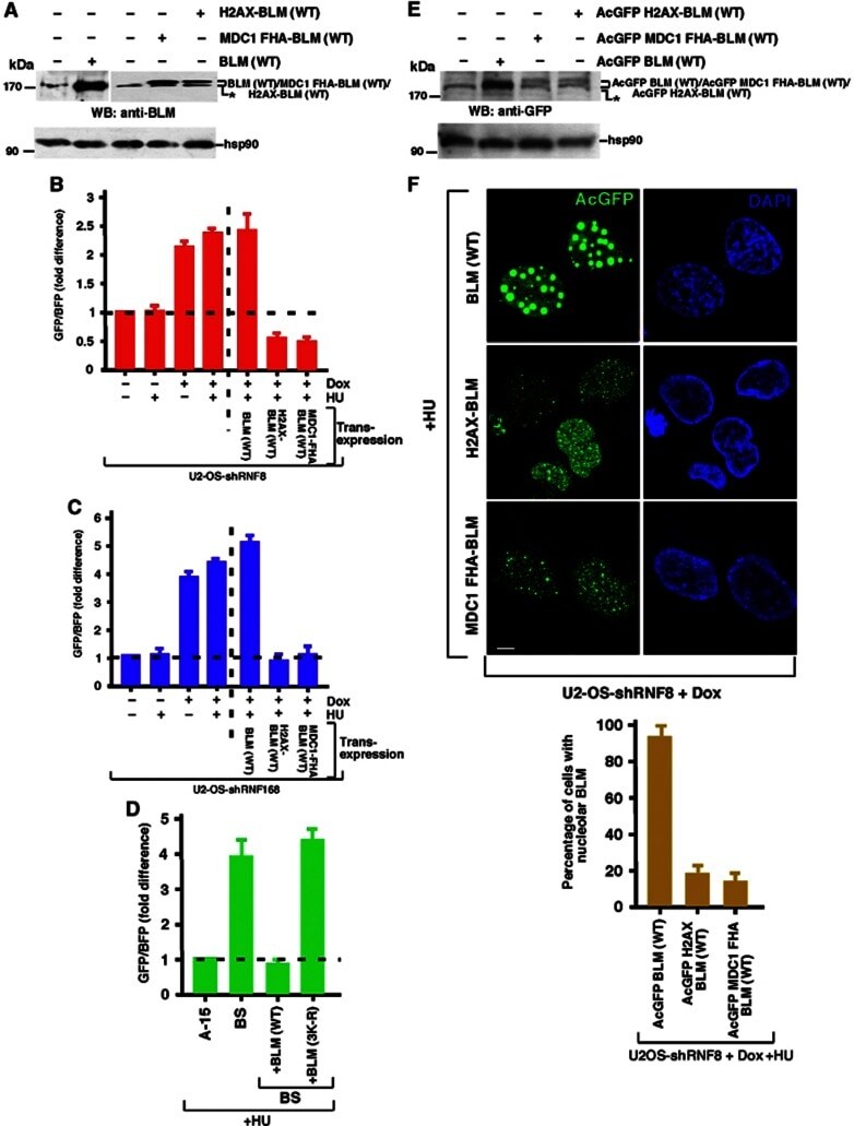 GFP Antibody (33-2600)