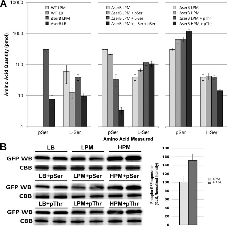 GFP Antibody (33-2600)