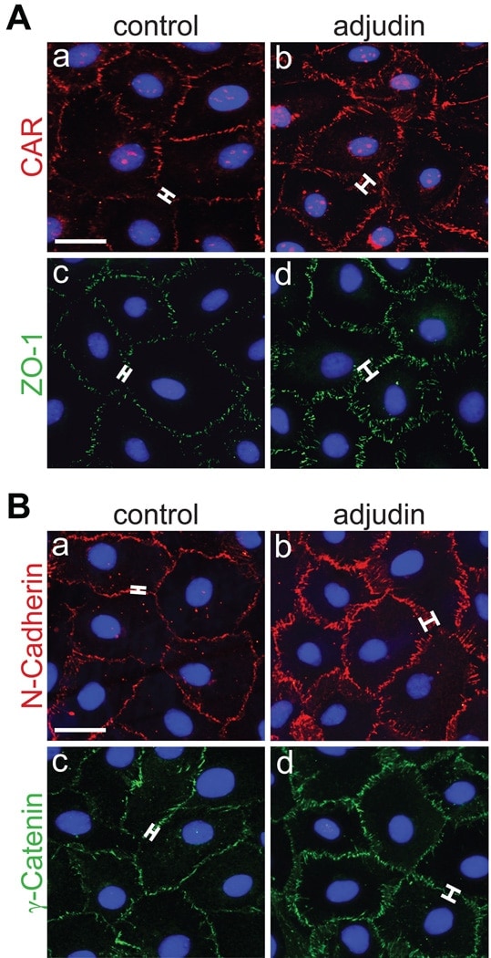 ZO-1 Antibody, FITC (33-9111)