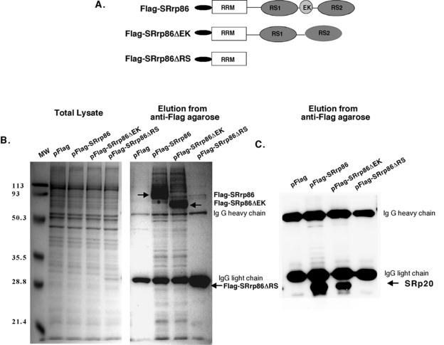 SRSF3 Antibody (33-4200)