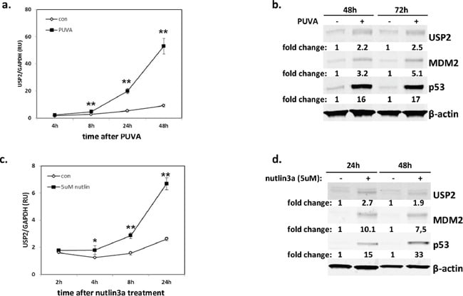 MDM2 Antibody (33-7100)