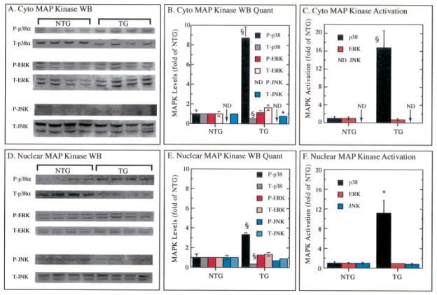 p38 MAPK beta Antibody (33-8700)