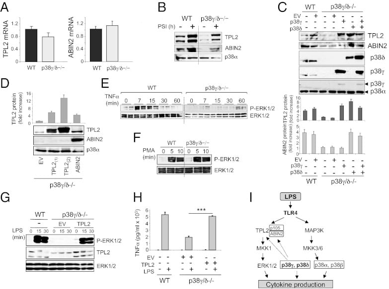 p38 MAPK beta Antibody (33-8700)