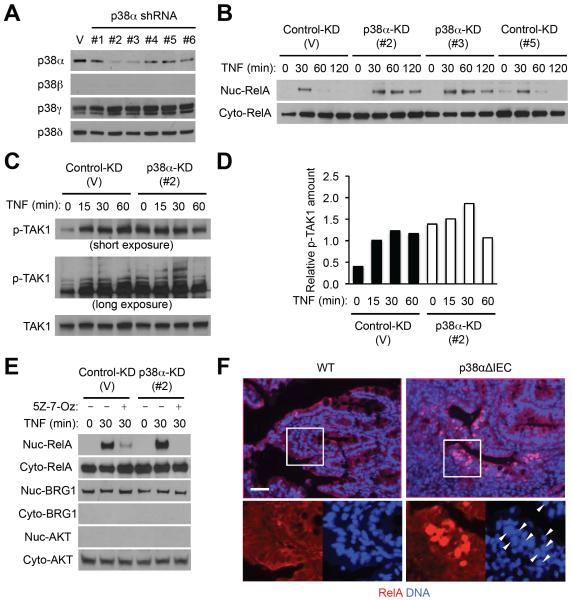 p38 MAPK beta Antibody (33-8700)