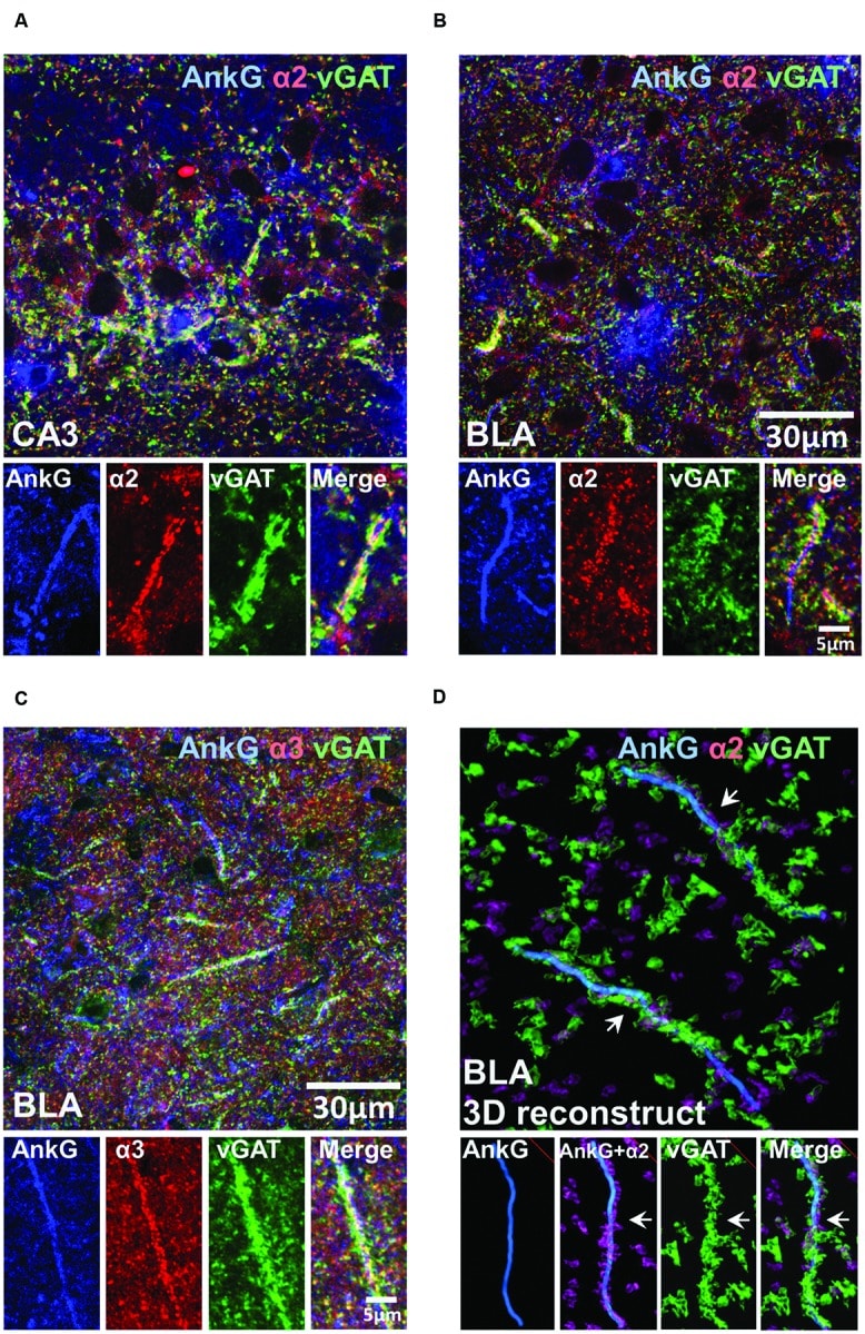 Ankyrin G Antibody (33-8800)