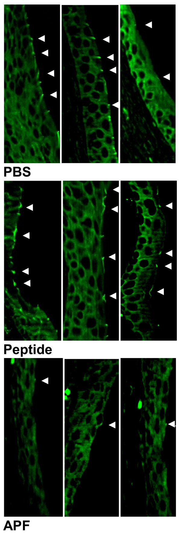 ZO-1 Antibody, FITC (33-9111)