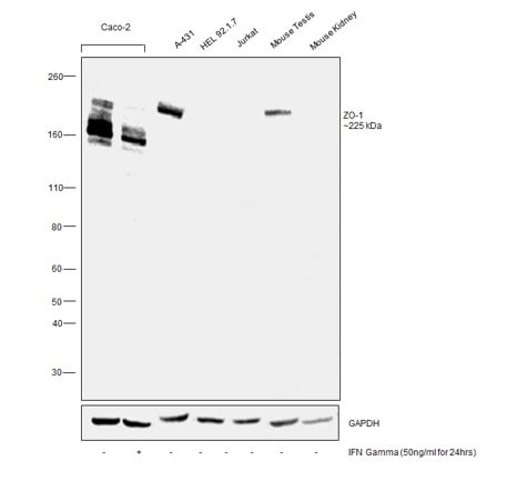 ZO-1 Antibody (33-9100)