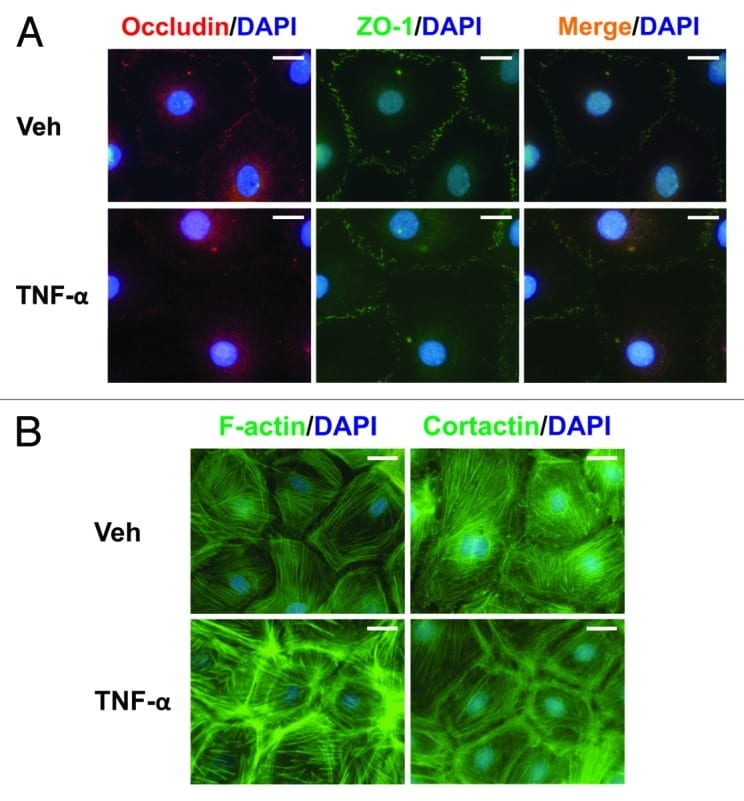 ZO-1 Antibody, FITC (33-9111)