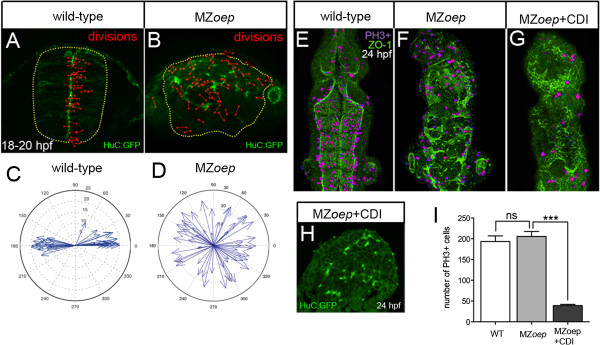 ZO-1 Antibody, FITC (33-9111)