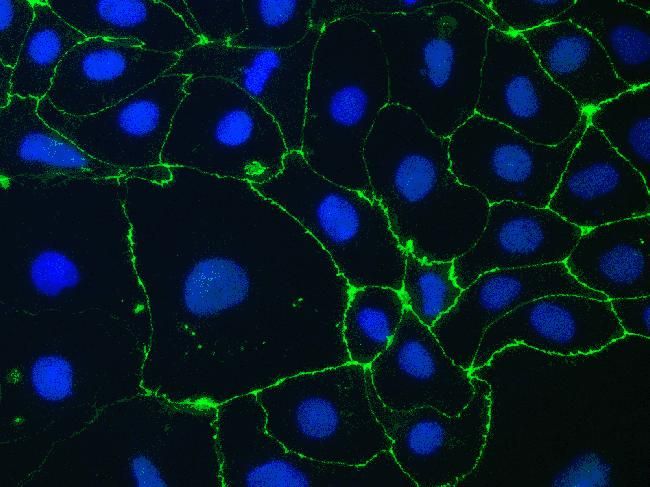 ZO-1 Antibody, Alexa Fluor® 488 (339188)