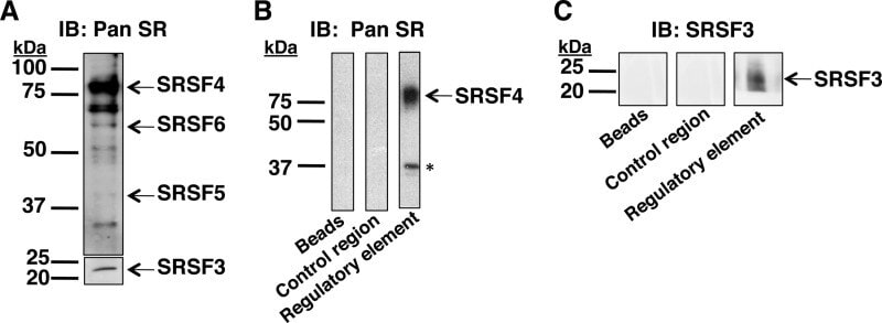 SRSF3 Antibody (33-9400)