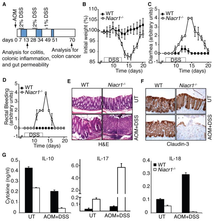 Claudin 3 Antibody (34-1700)