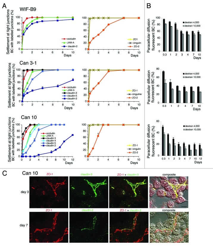 Claudin 3 Antibody (34-1700)