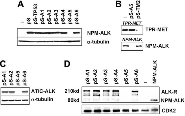 ALK Antibody (35-4300)