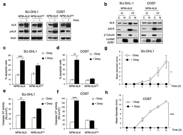 ALK Antibody (35-4300)