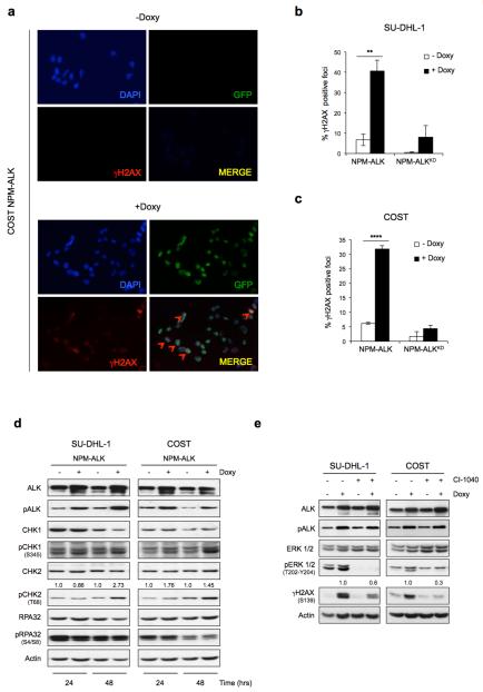 ALK Antibody (35-4300)