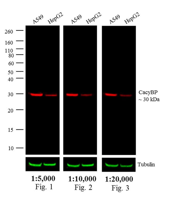 Goat anti-Rabbit IgG (H+L), DyLight® 680 (35568)